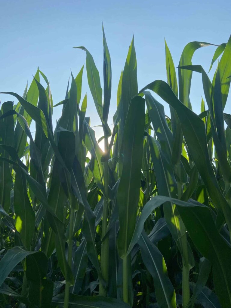 What first time farmers should know about farm loans - American Farm ...